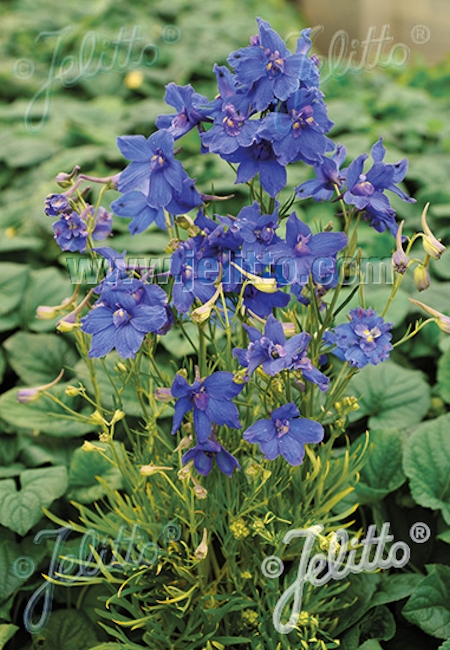 Delphinium grandiflorum 'Blauer Zwerg' - kiinanritarinkannus - kinesisk riddarsporre